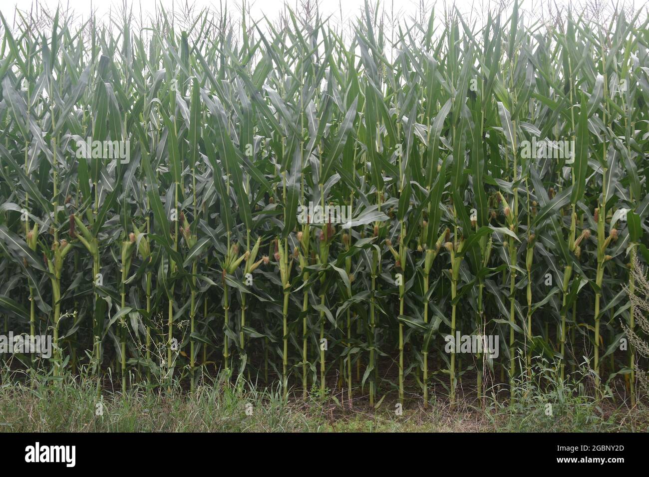 Maisfeld In Brandenburg, Germany, August 2021 Stock Photo - Alamy