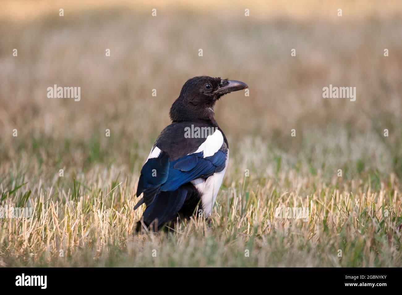 Black-billed magpie standing on the ground (Pica hudsonia Stock Photo ...