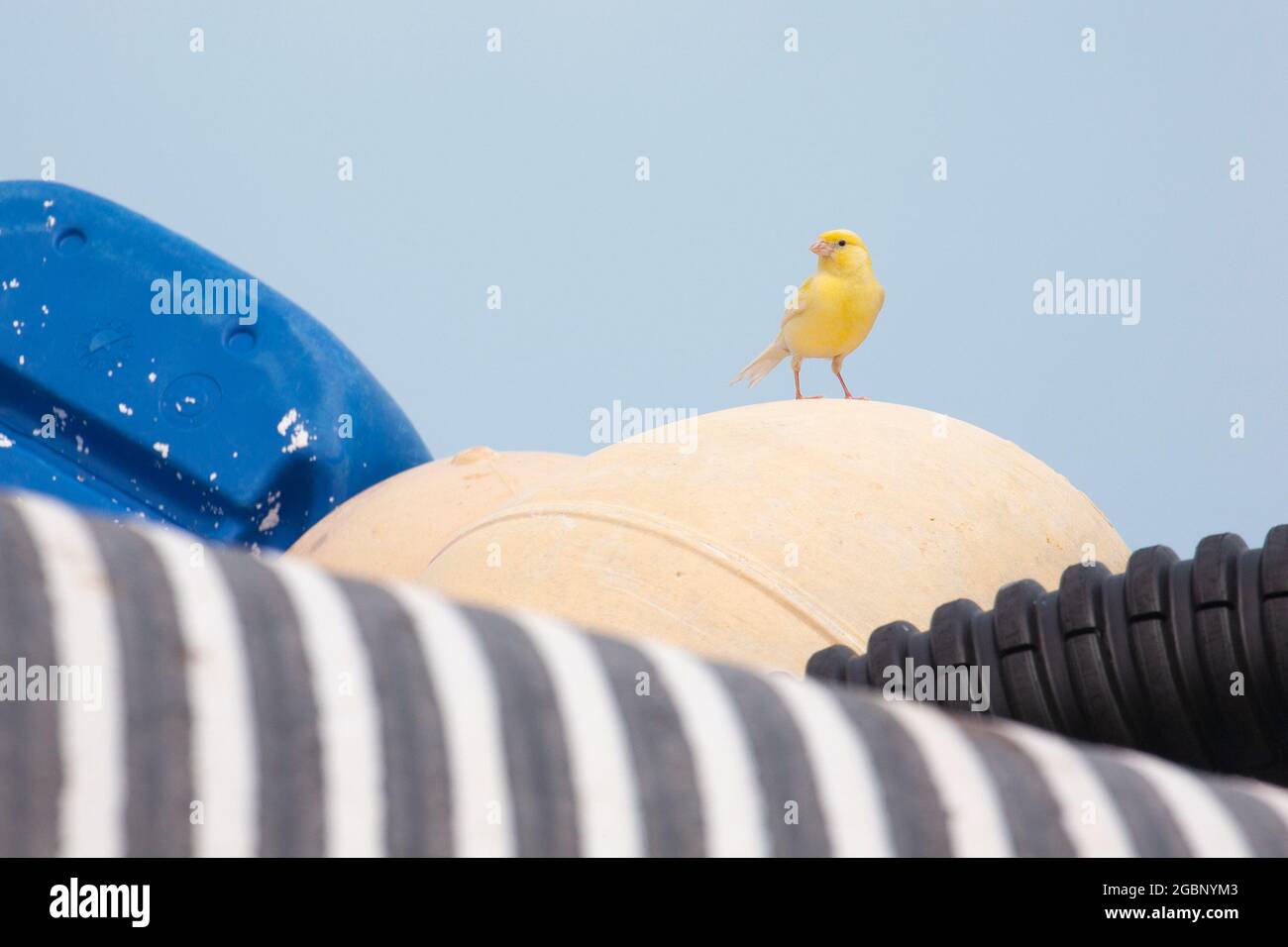 Two human introductions to Midway: a canary descended from birds ...