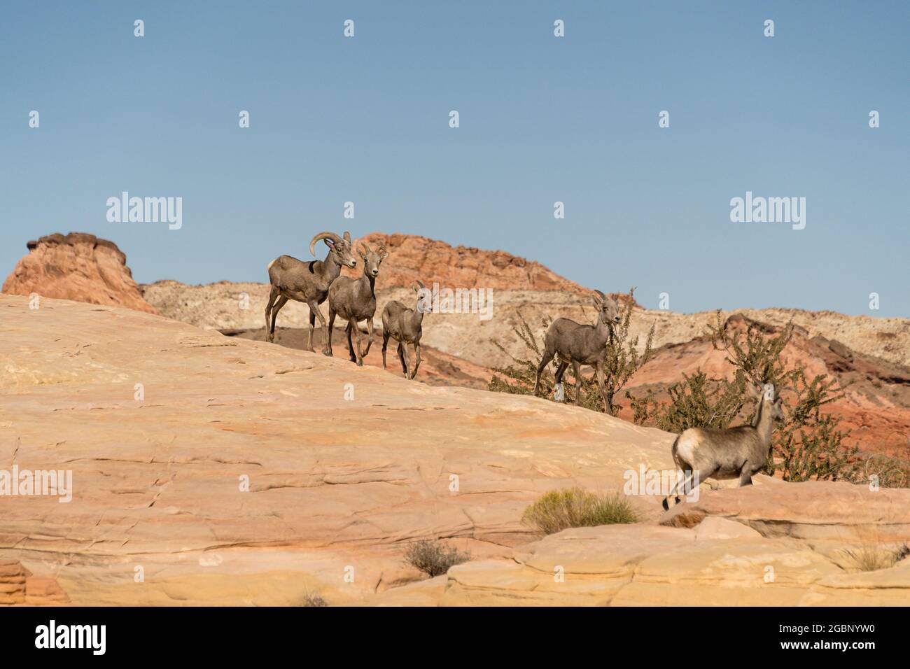 Wild goats walk in the desert in the Valley of Fire, Nevada, USA Stock ...