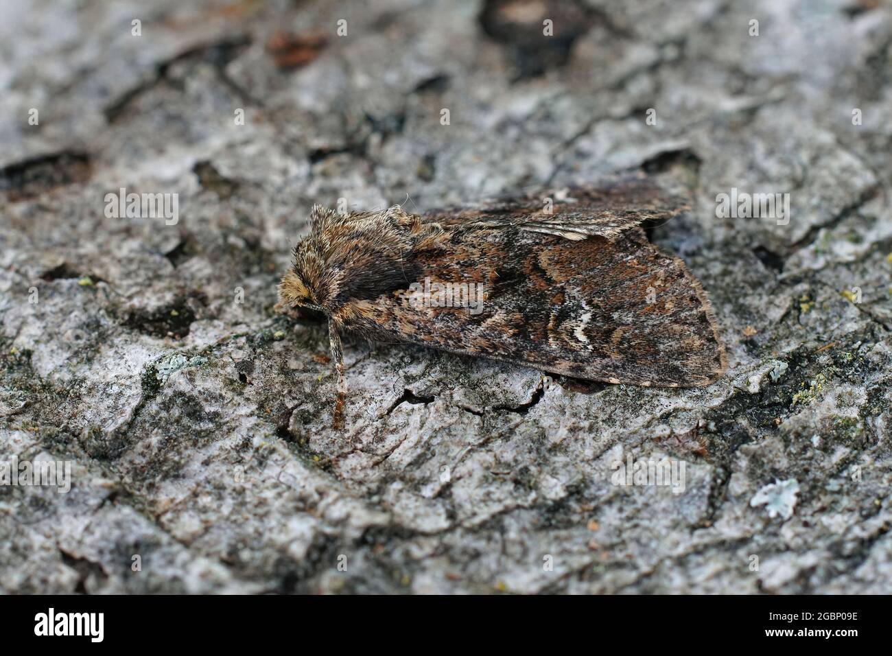 Clouded brindle moth hi-res stock photography and images - Alamy