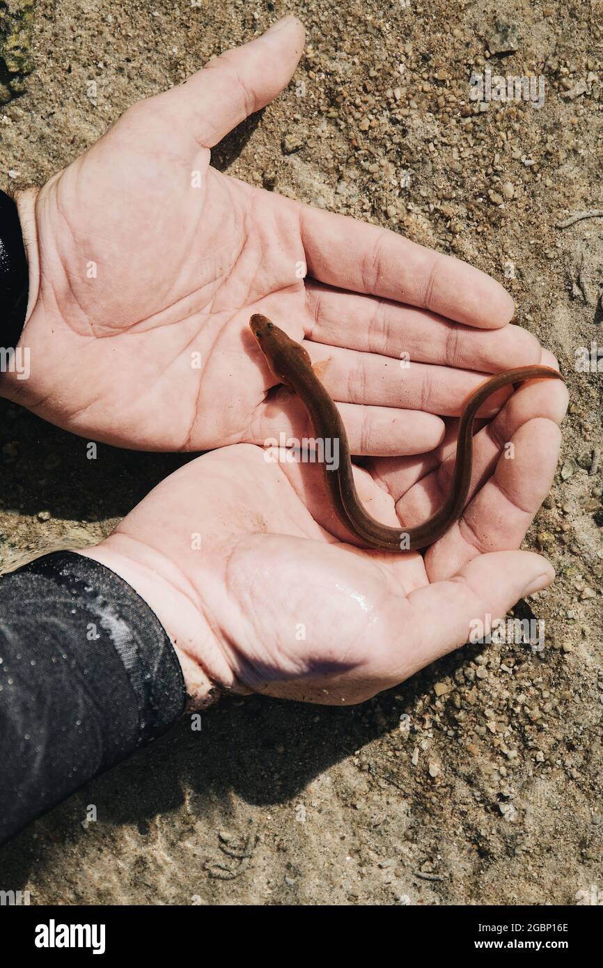 Ell fish hi-res stock photography and images - Alamy