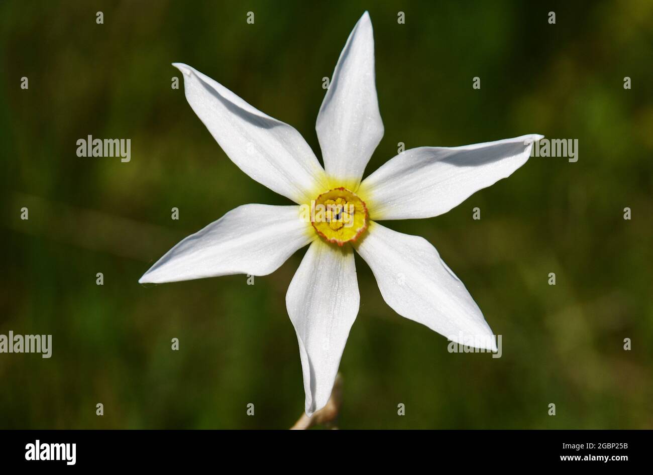 Selective focus of the blossomed beautiful white nargis flower against ...