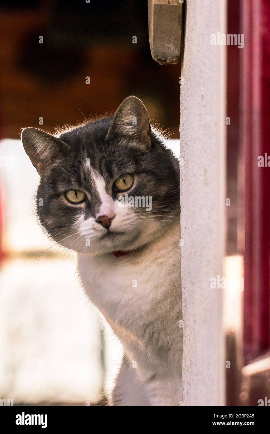 Cute white and black cat peeking and looking at the camera from behind ...