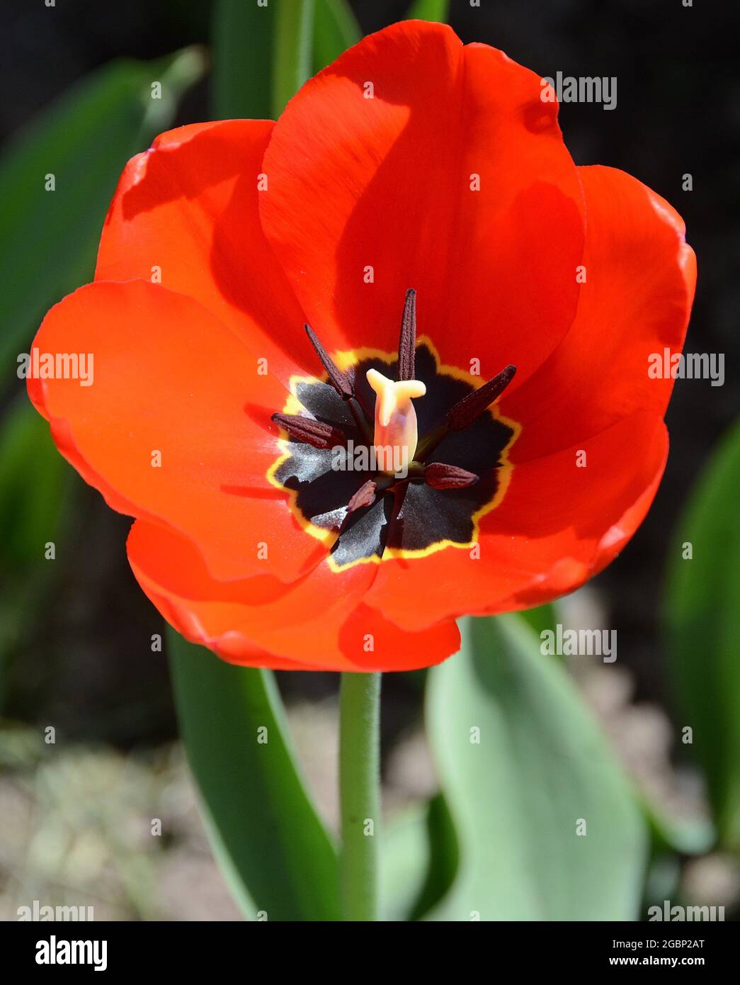 Closeup of the blossomed beautiful red tulip in the garden Stock Photo ...
