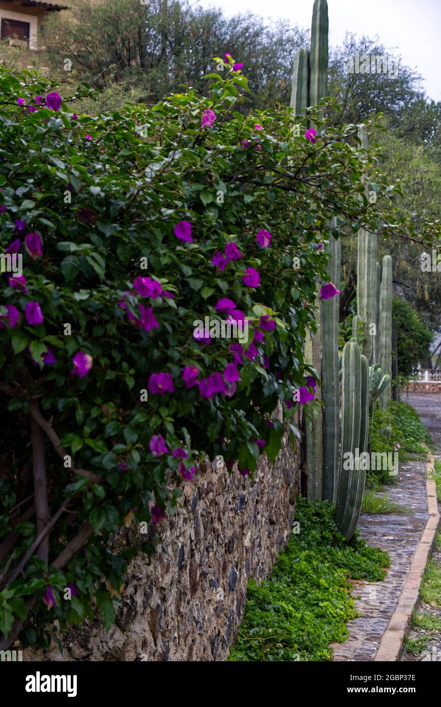 Picturesque shrubbery hi-res stock photography and images - Alamy