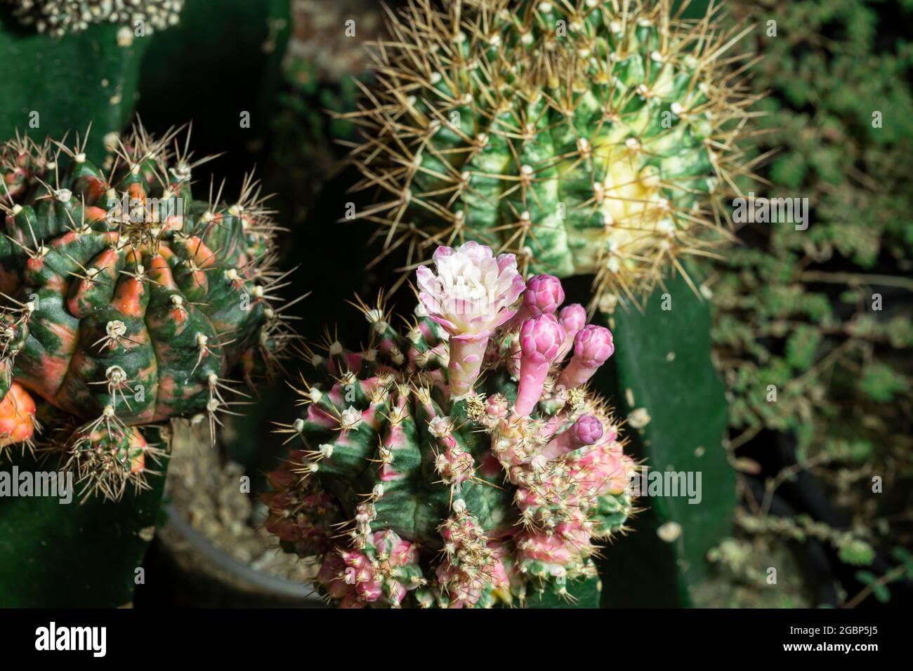 Beautiful colored cactus flowers blooming in the garden Stock Photo - Alamy