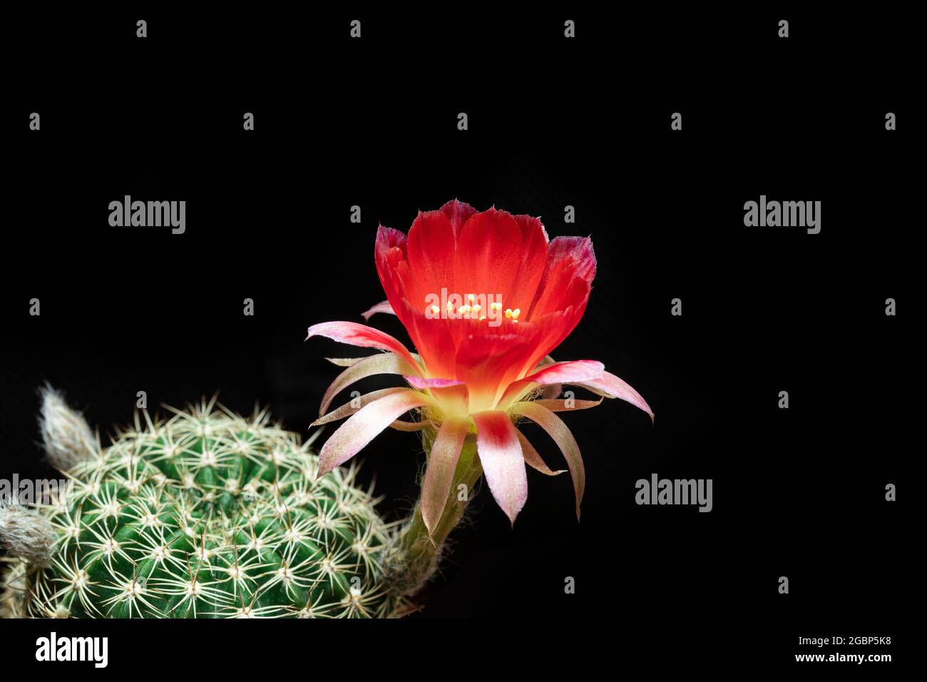 Lobivia hi-res stock photography and images - Alamy