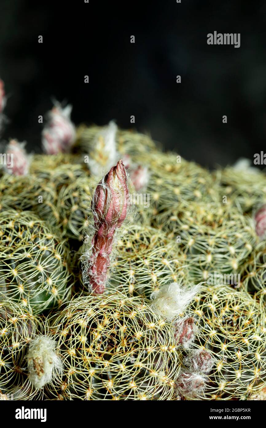 Close up lobivia cactus plant in the garden Stock Photo - Alamy