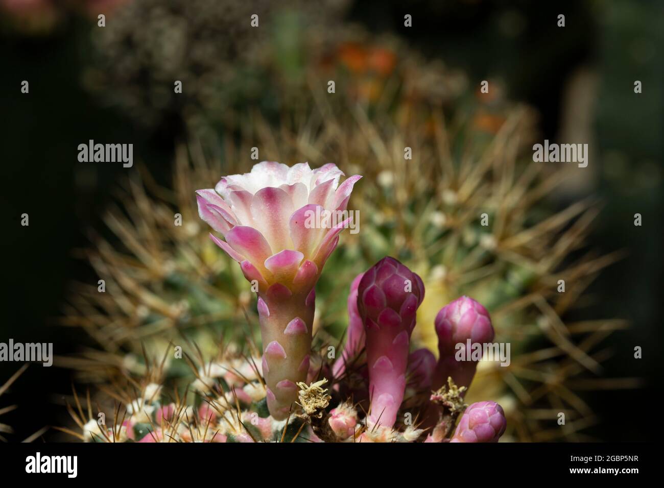 Beautiful colored cactus flowers blooming in the garden Stock Photo - Alamy
