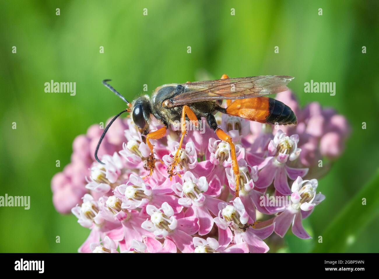 Great Golden Digger Wasp (Sphex ichneumoneus) on a swamp milkweed ...