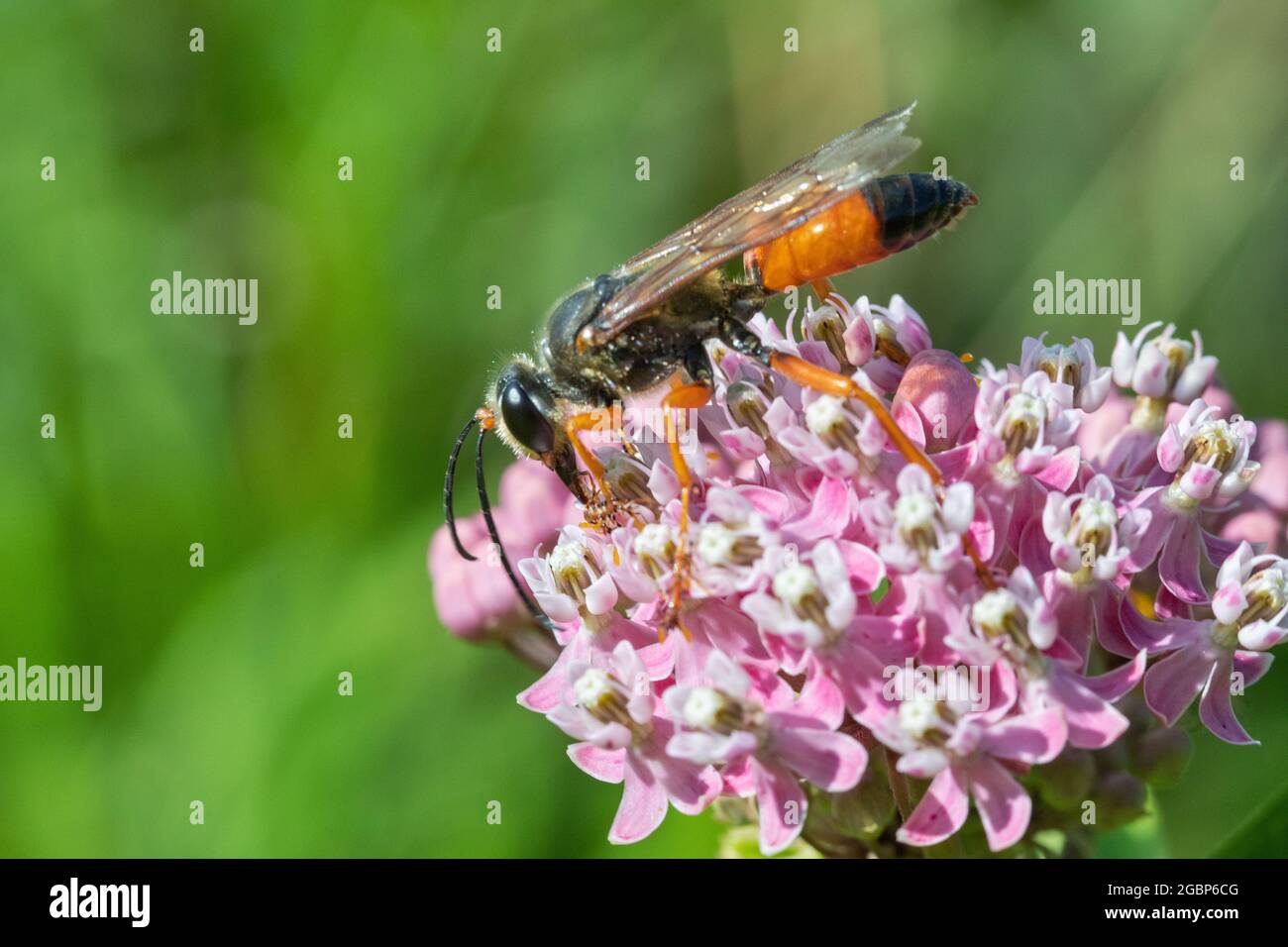 Great Golden Digger Wasp (Sphex ichneumoneus) on a swamp milkweed ...