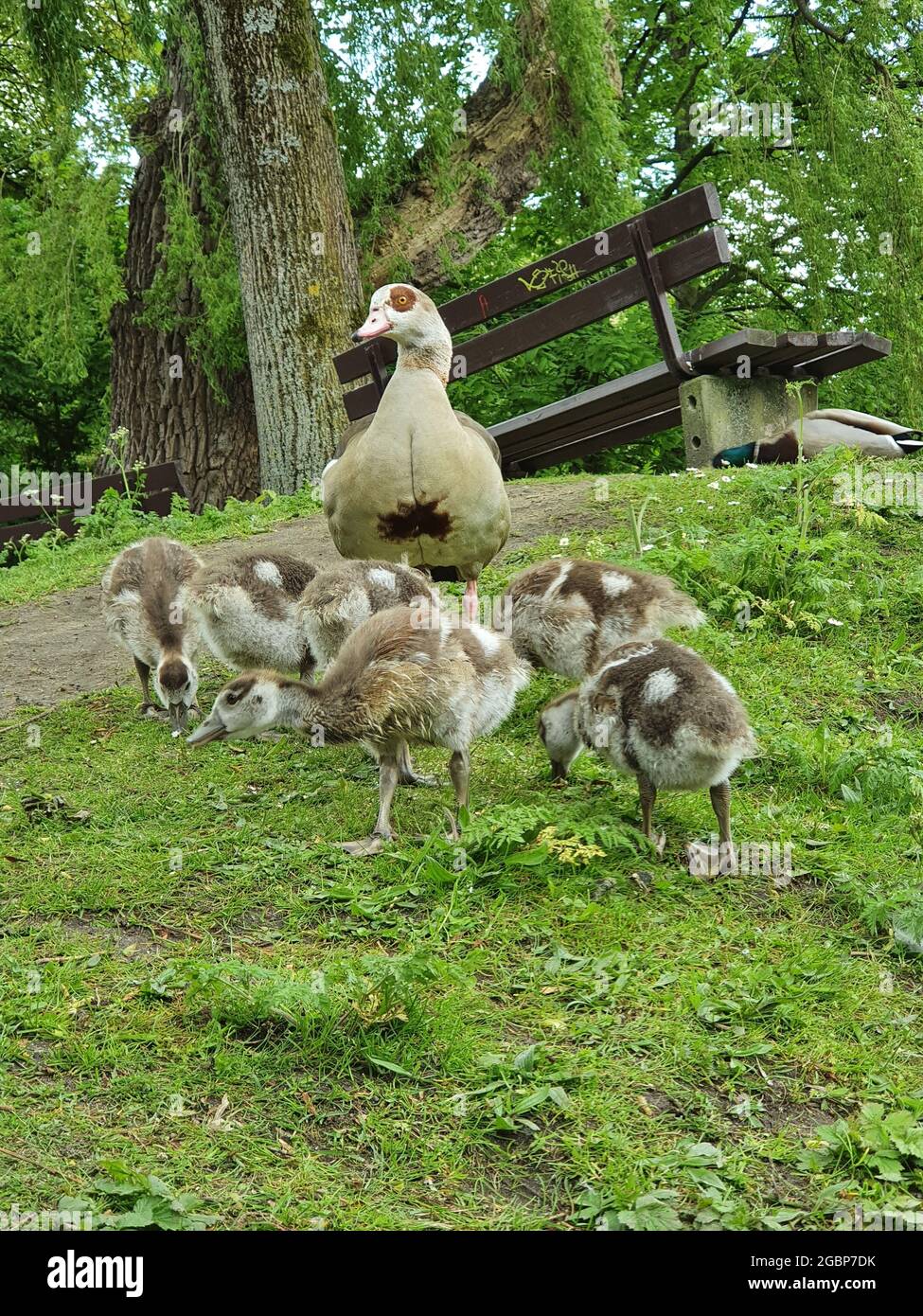 Duck with ducklings in a garden Stock Photo - Alamy