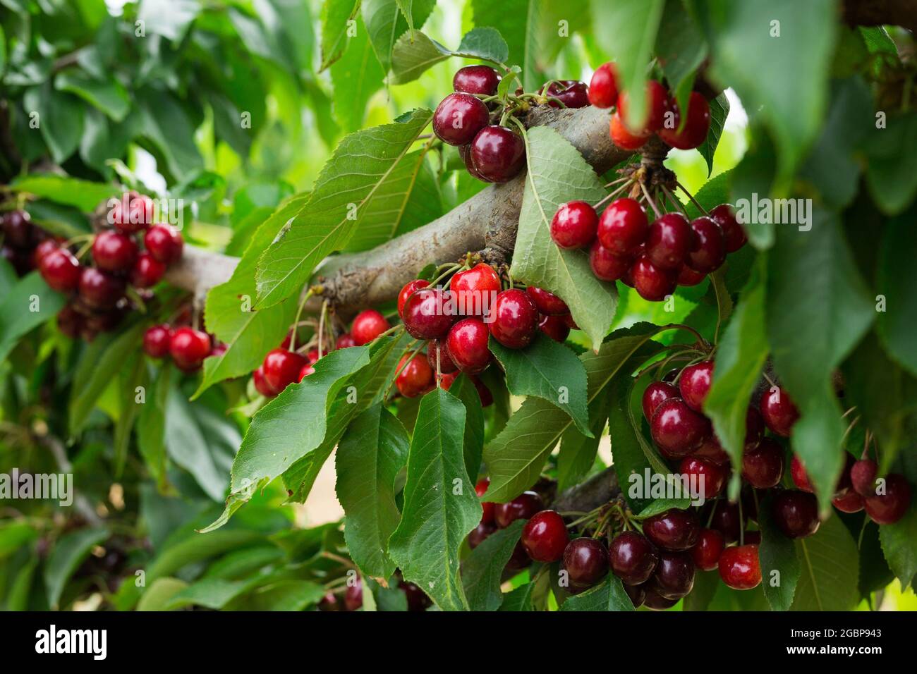 Red cherries growing on cherry tree Stock Photo - Alamy