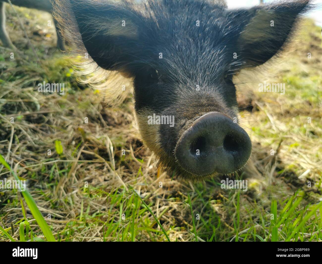 Pig in nature hi-res stock photography and images - Alamy