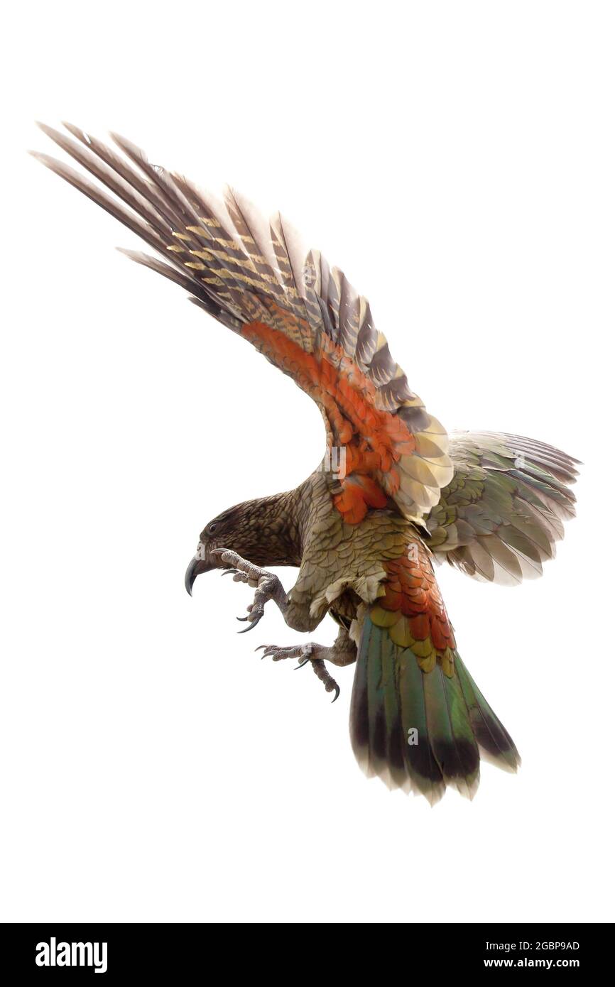 Kea wildlife bird Cut Out Stock Images & Pictures - Alamy