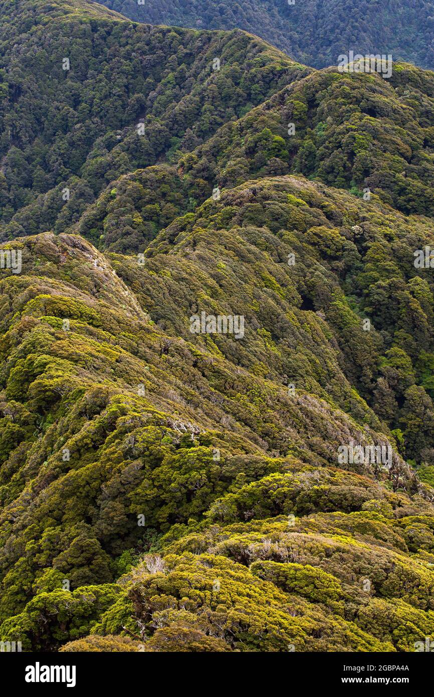 Tararua forest park hi-res stock photography and images - Alamy