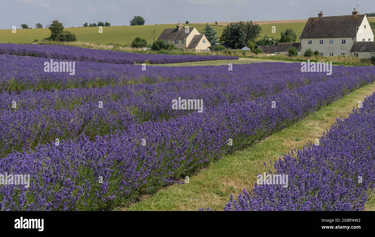 Lavender hill view hi-res stock photography and images - Alamy