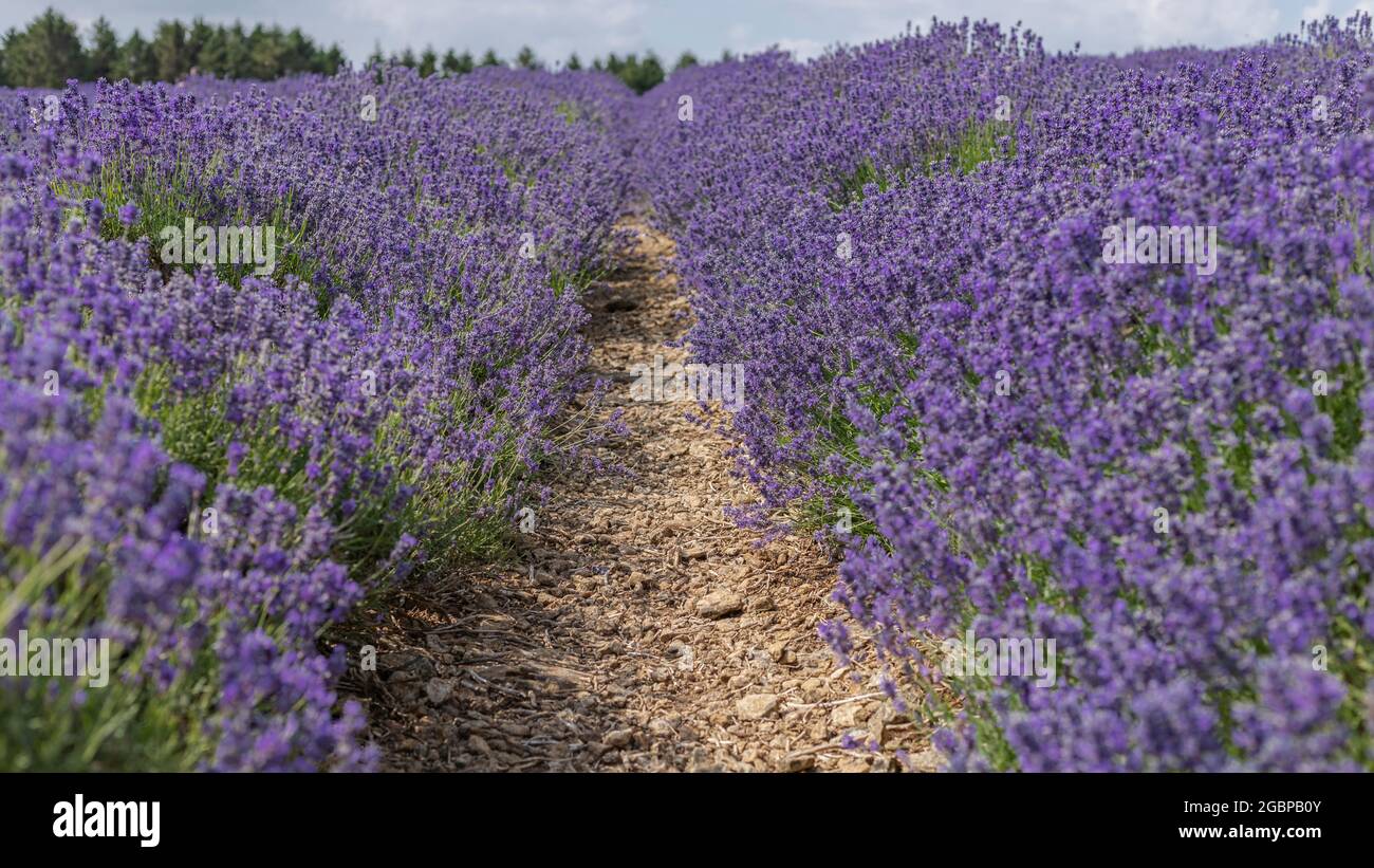 Row of lavender hi-res stock photography and images - Alamy