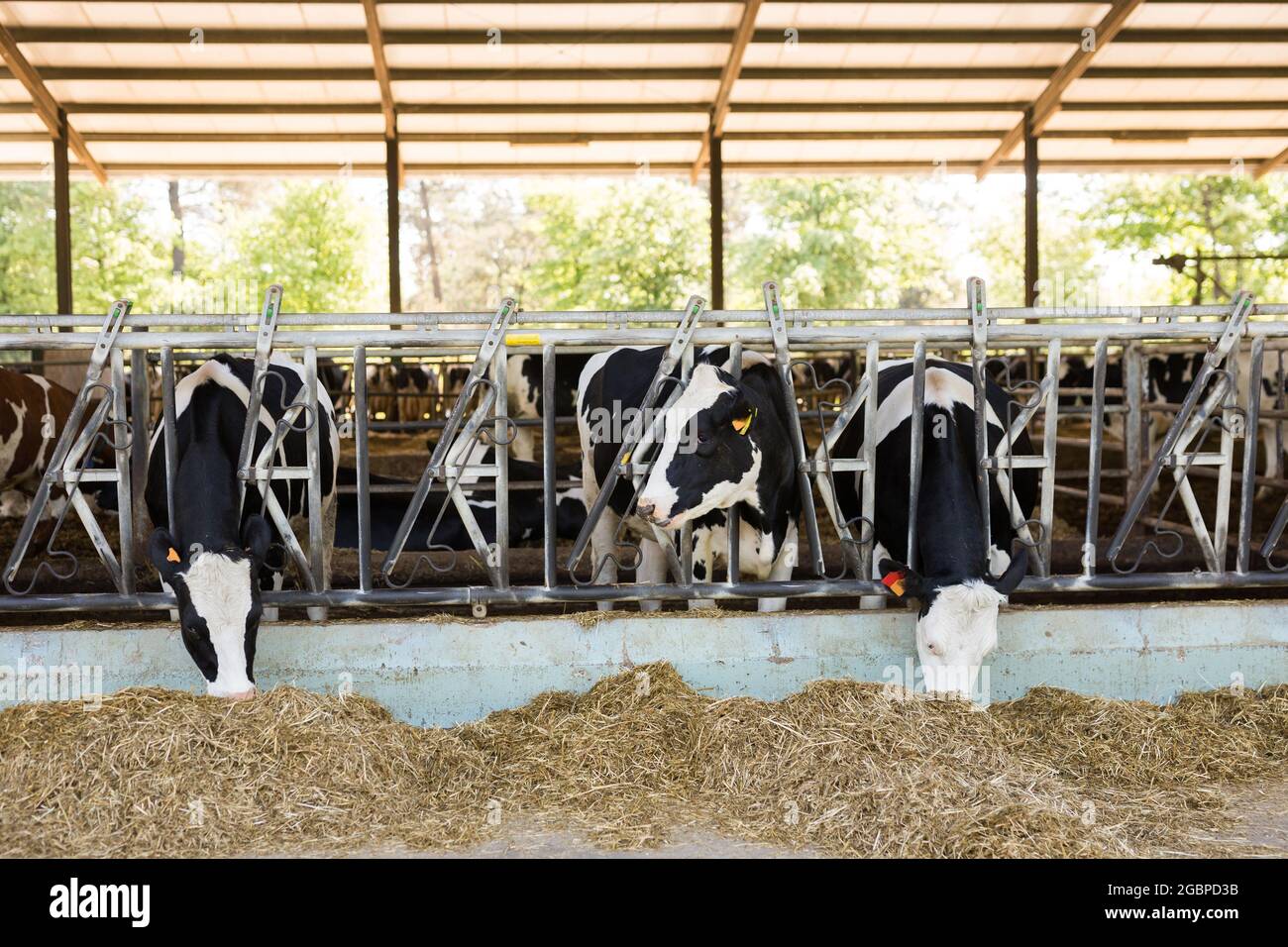 Farm cowshed with black and white cows Stock Photo - Alamy