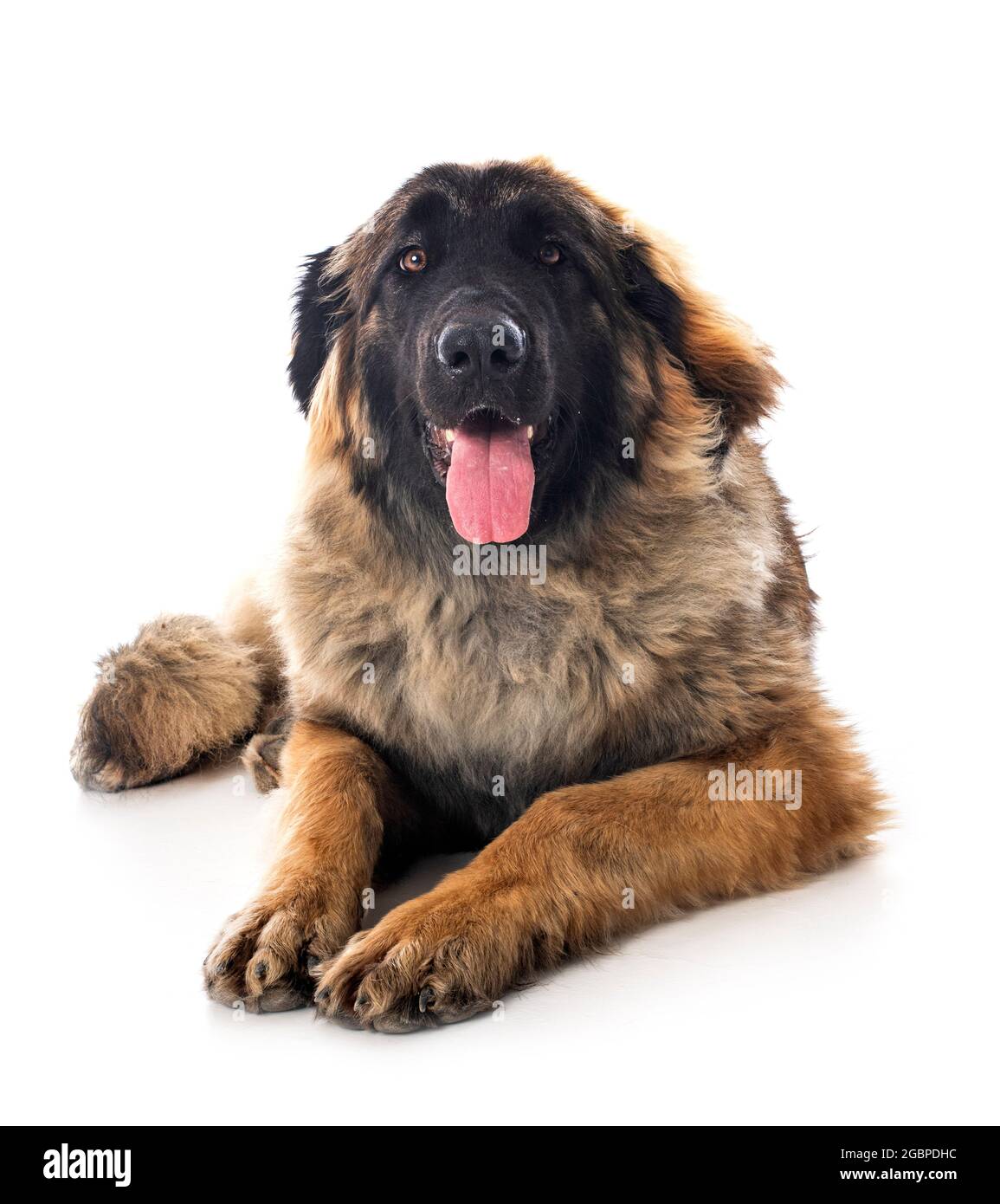 young Leonberger in front of white background Stock Photo - Alamy