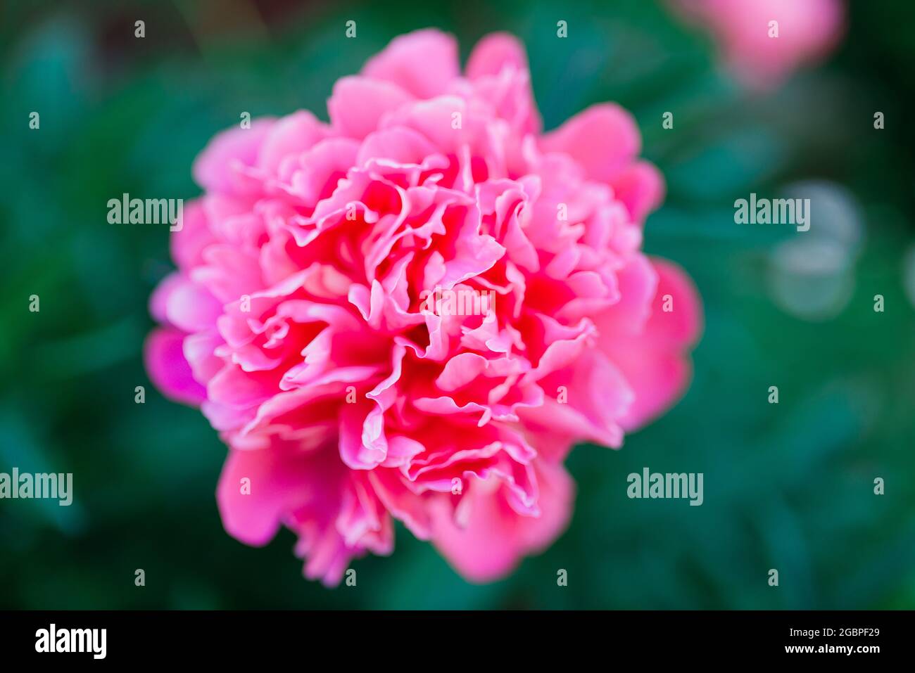 Spring growing flower and nature that comes alive Stock Photo - Alamy