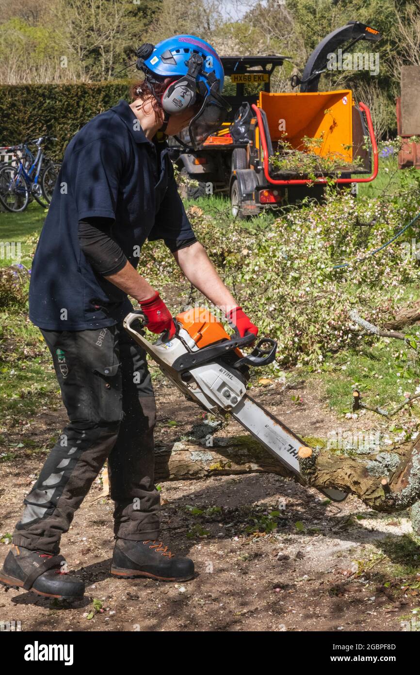 England, Hampshire, Romsey, Ampfield, Hillier Gardens, Female Tree ...