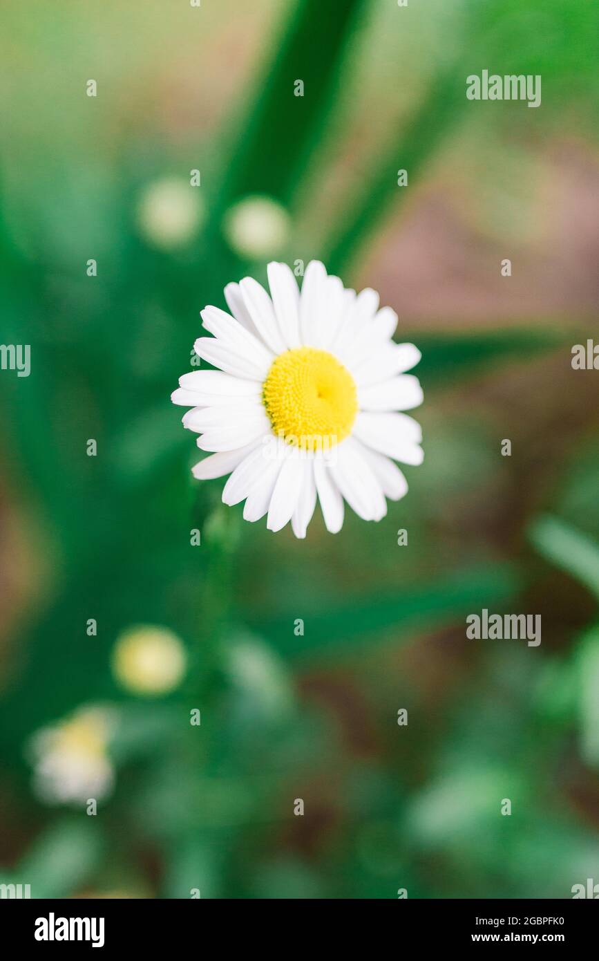 Spring growing flower and nature that comes alive Stock Photo - Alamy