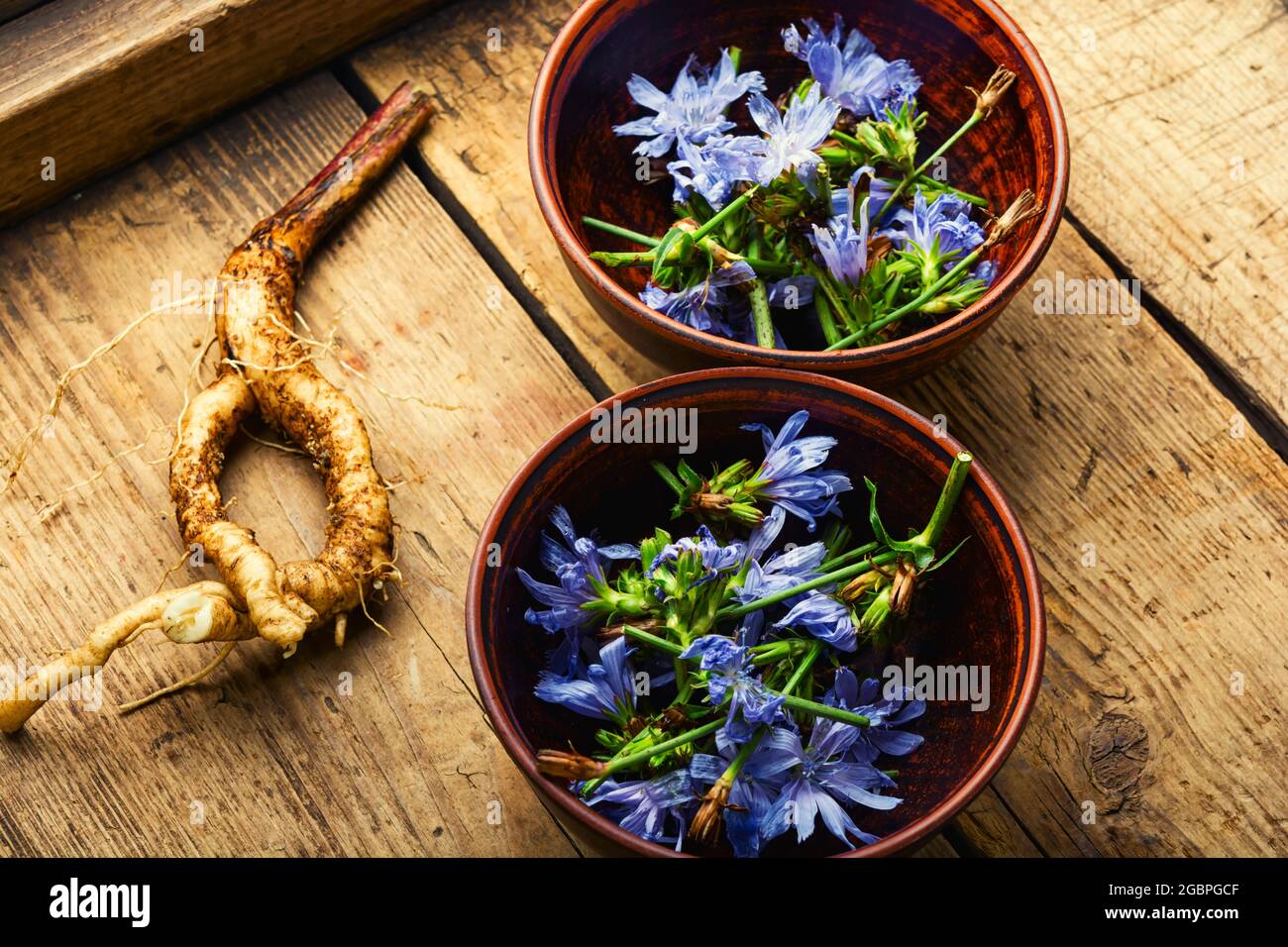 Chicory root and chicory flowers,weed. Wild plant in herbal medicine ...