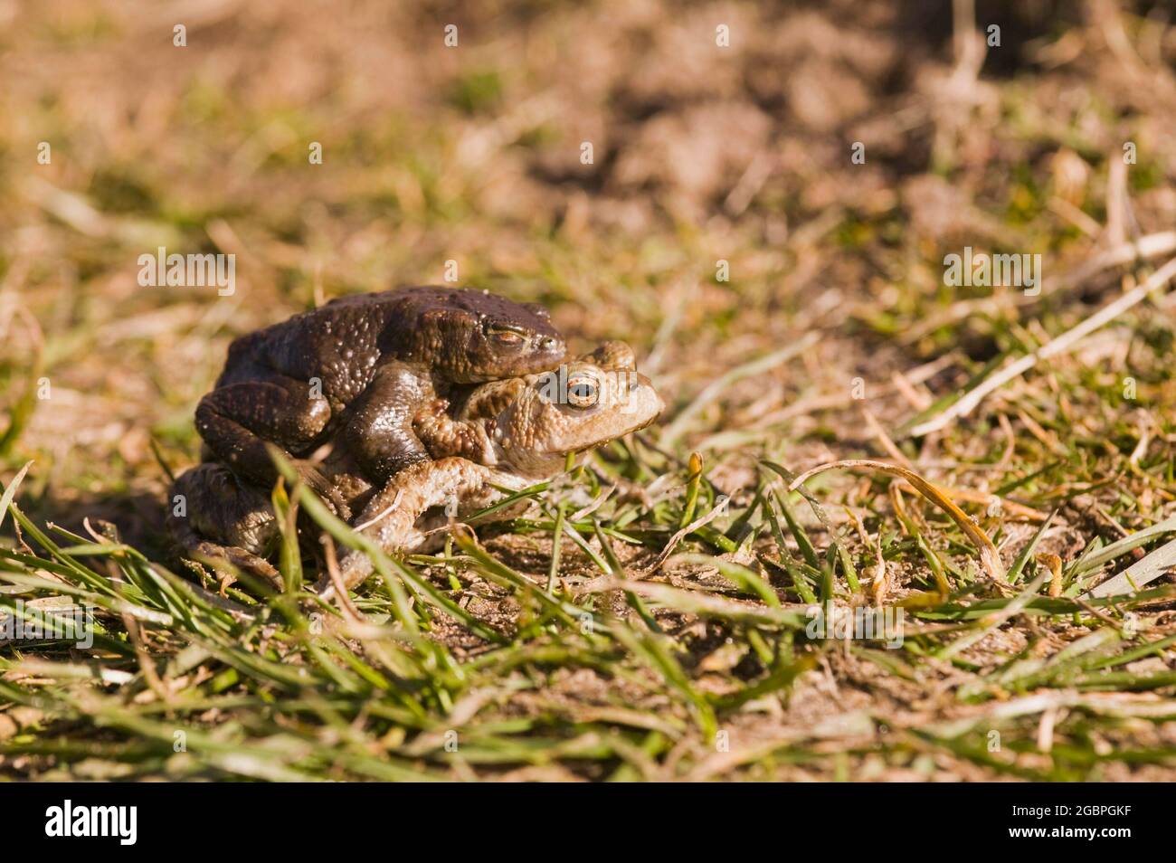 Scottish toads hi-res stock photography and images - Alamy