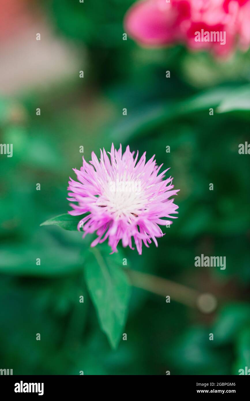 Spring growing flower and nature that comes alive Stock Photo - Alamy