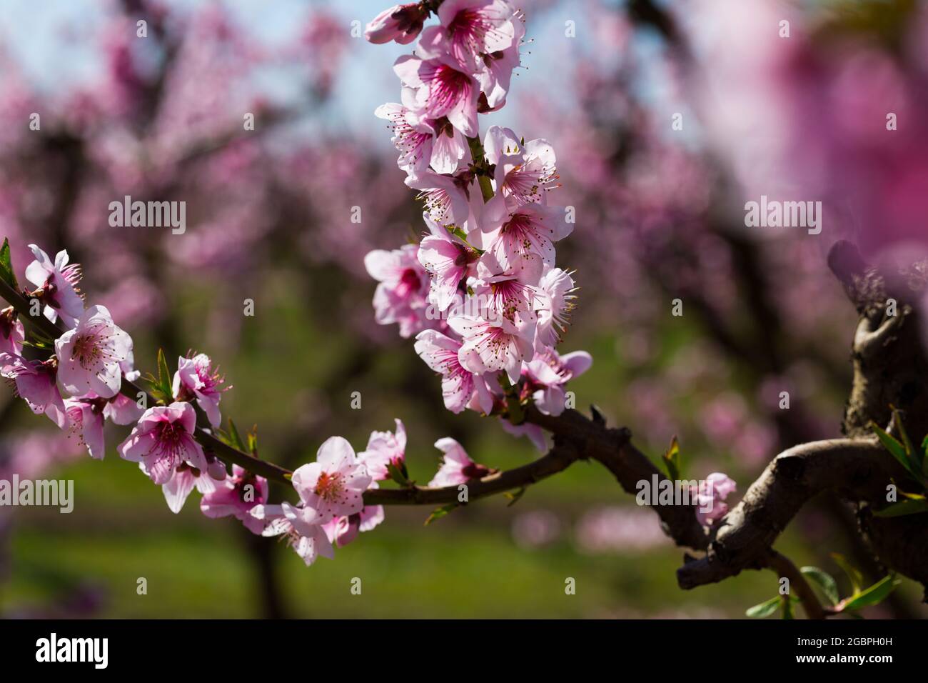 Spring sunshine peach hi-res stock photography and images - Alamy