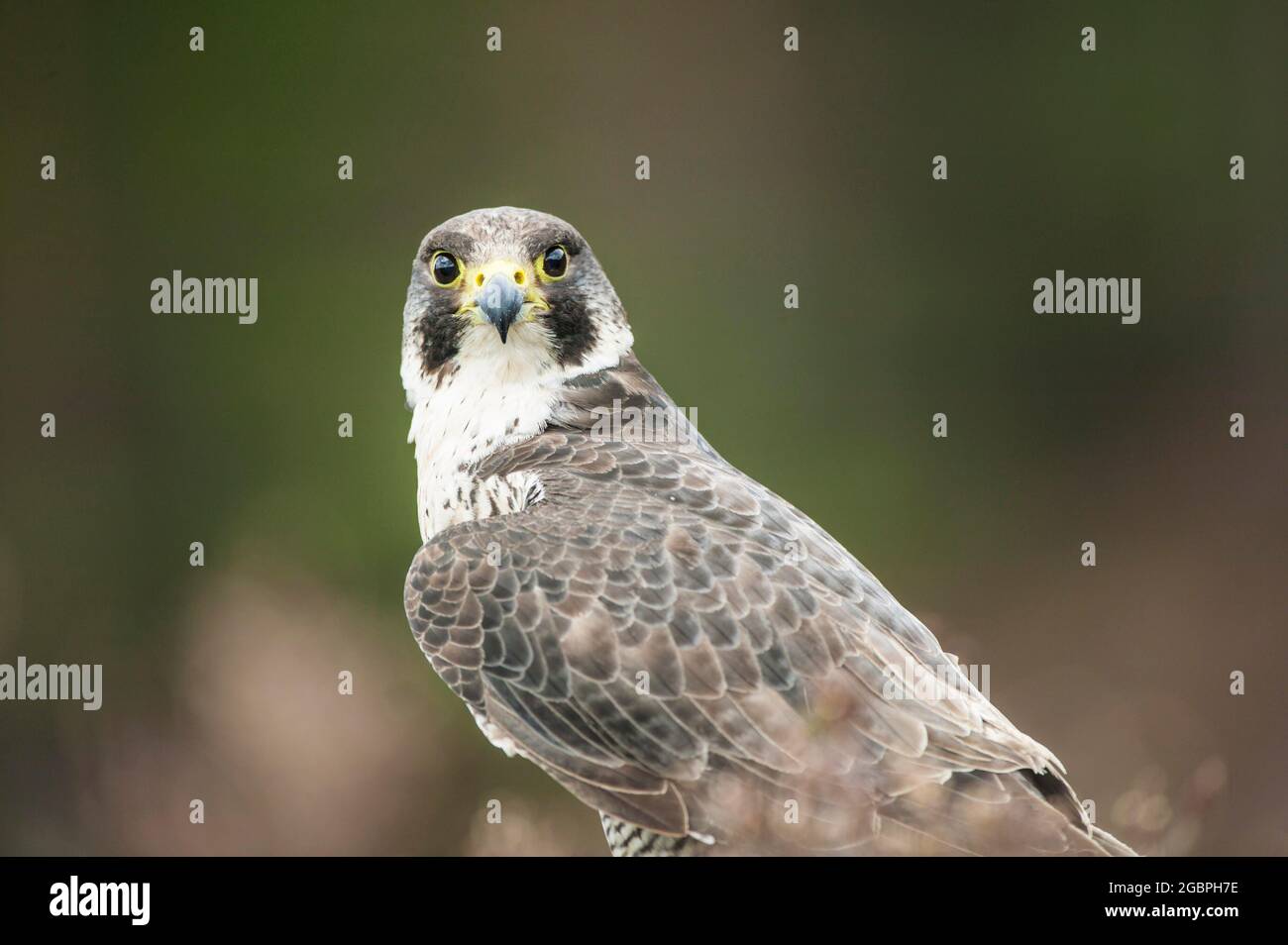 Peregrine falcon on kill hi-res stock photography and images - Alamy