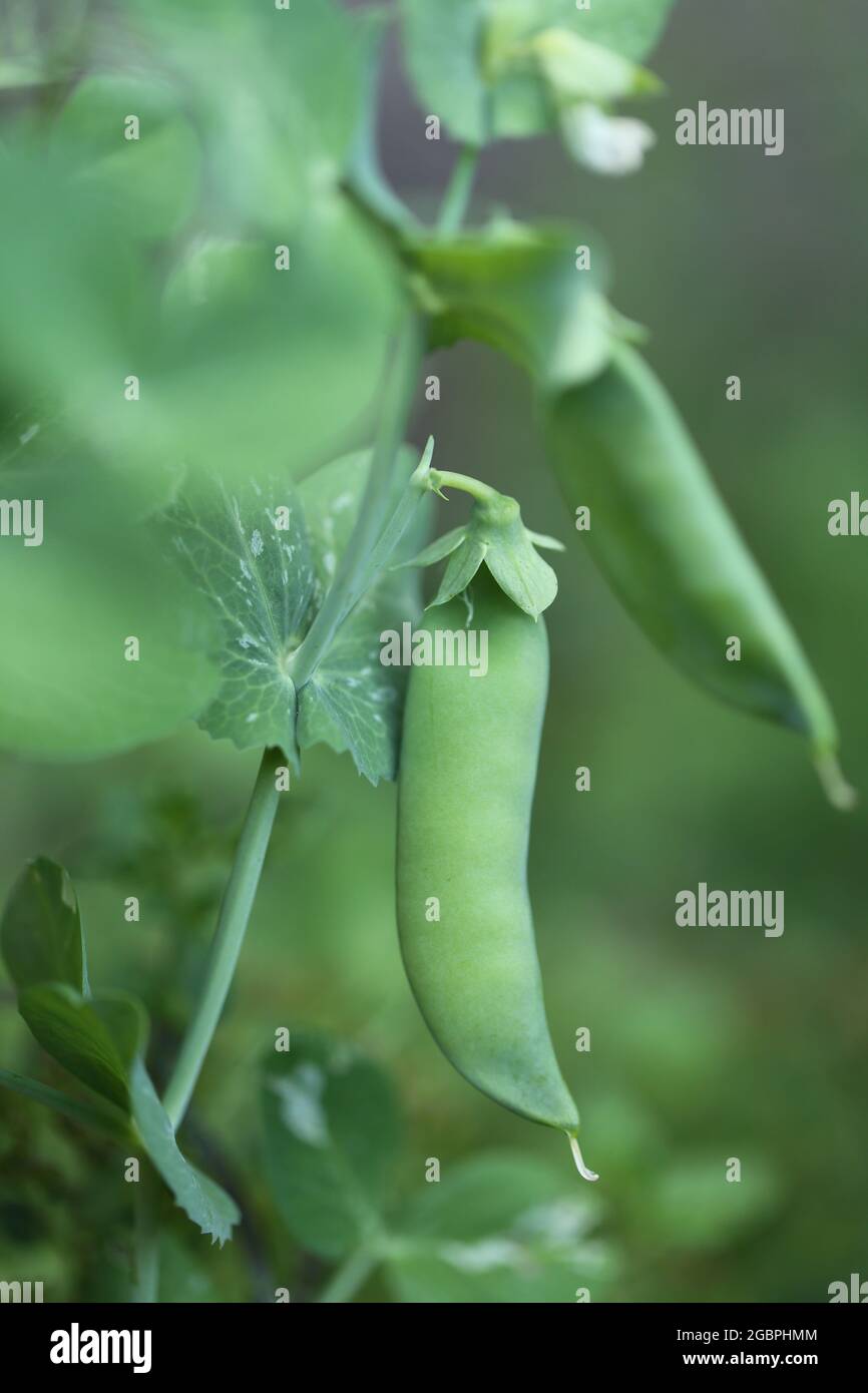 Green peas pods. Organic peas. Fresh bio green vegetables.Green peas ...