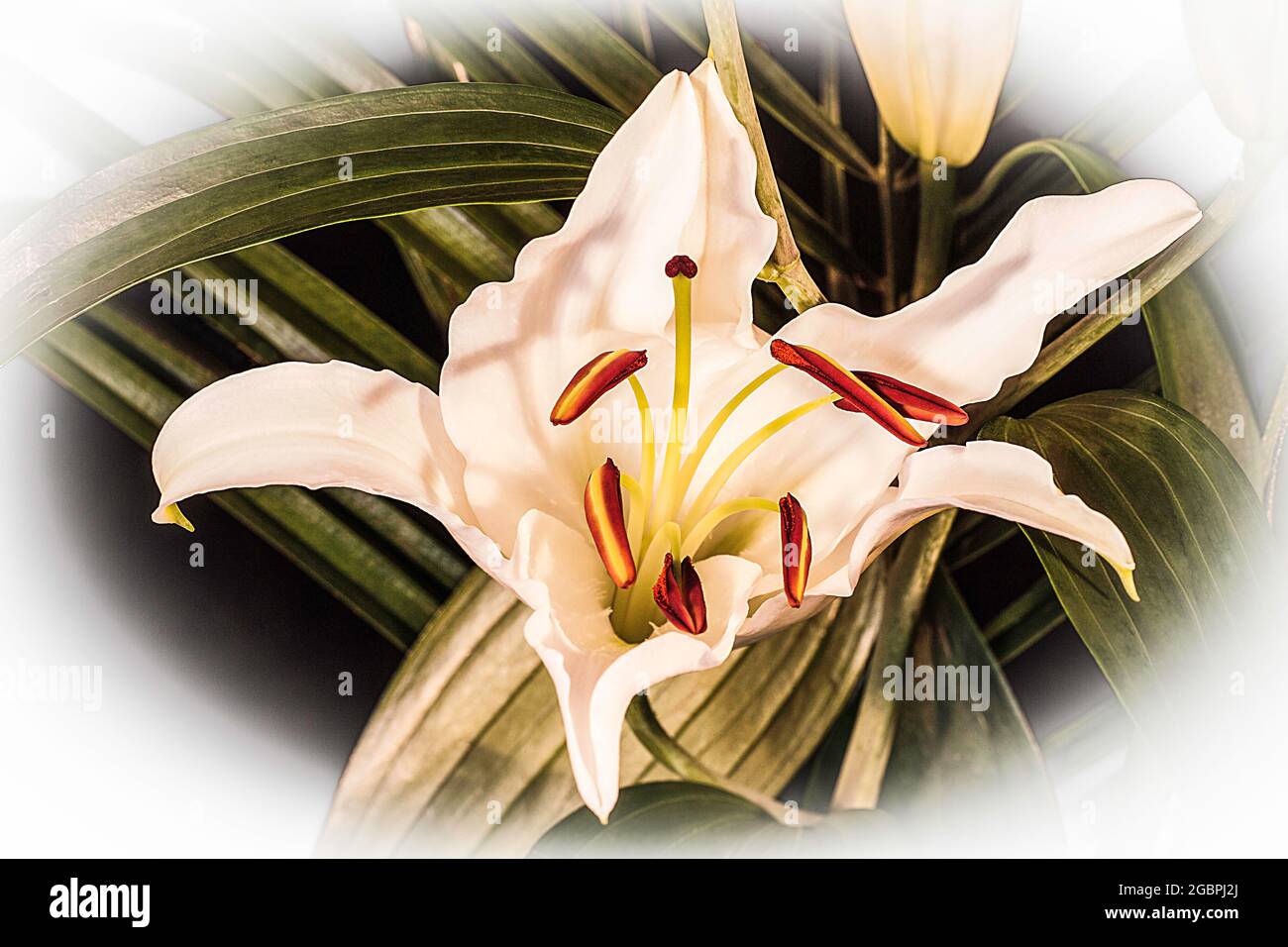 Lily fairclough hi-res stock photography and images - Alamy