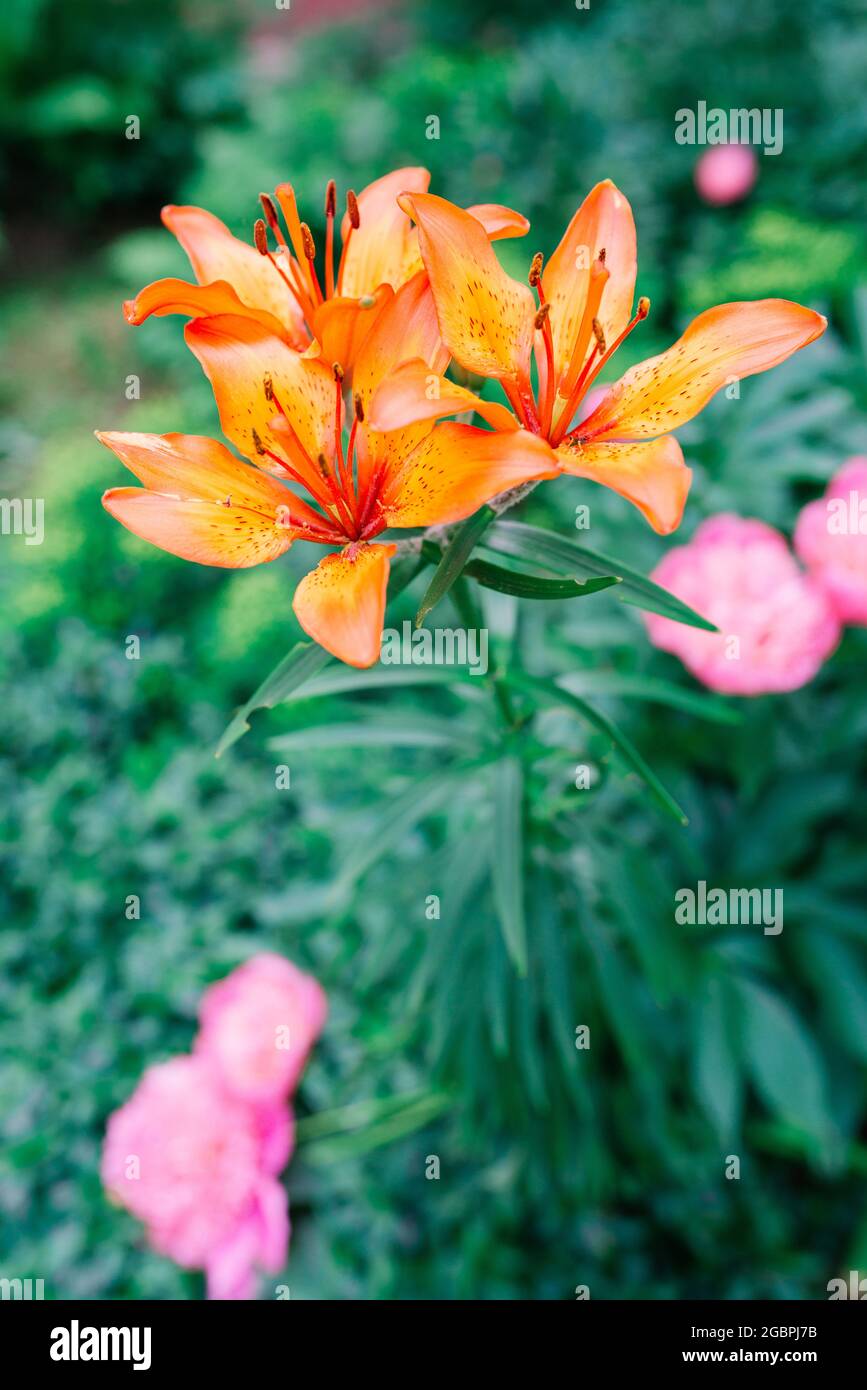 Spring growing flower and nature that comes alive Stock Photo - Alamy