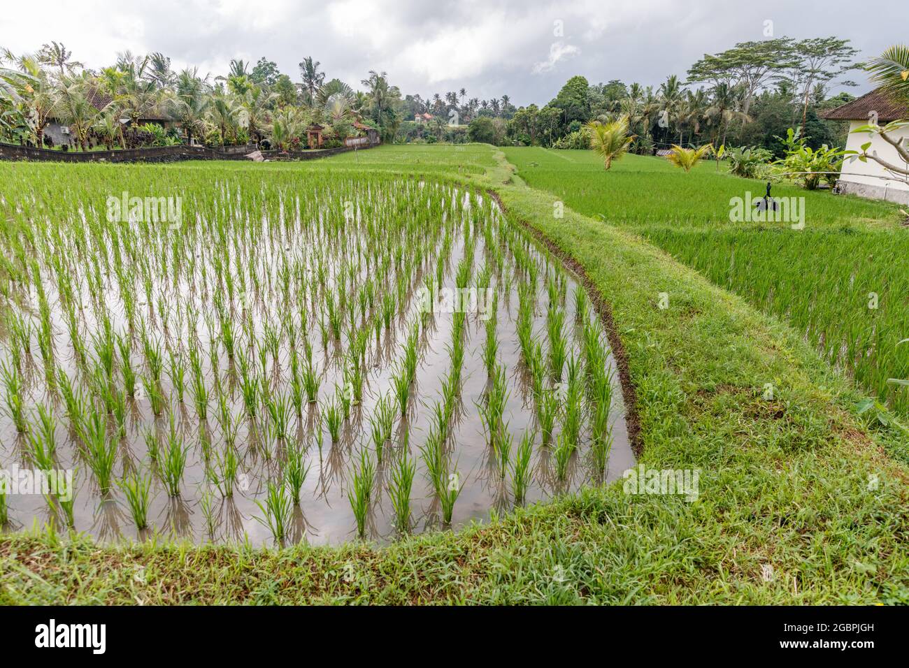Ubud landscape hi-res stock photography and images - Alamy