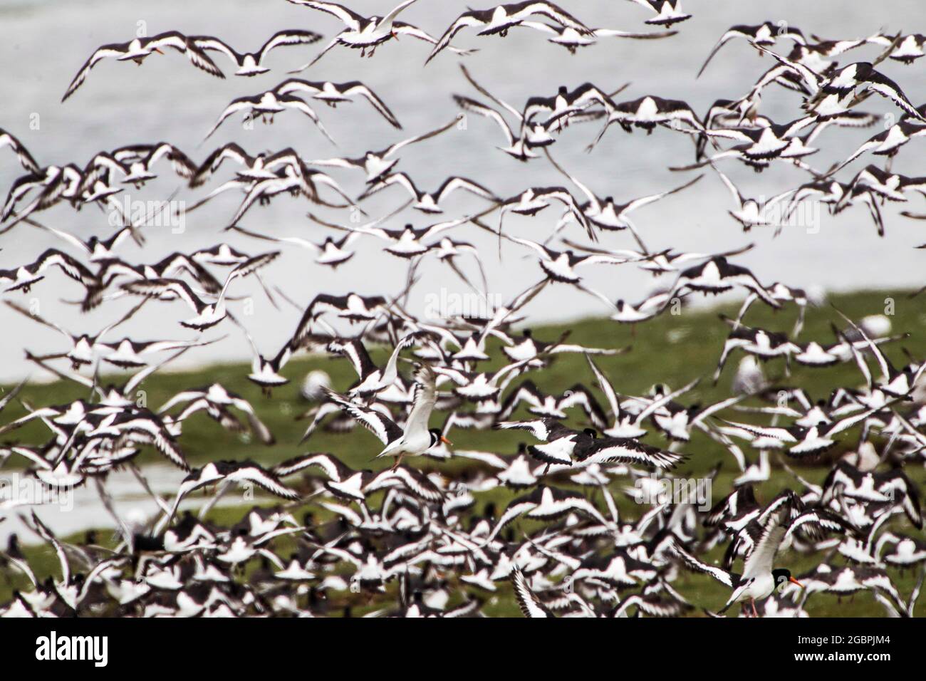 The uplift of the birds you can see in this picture are Oystercatchers ...