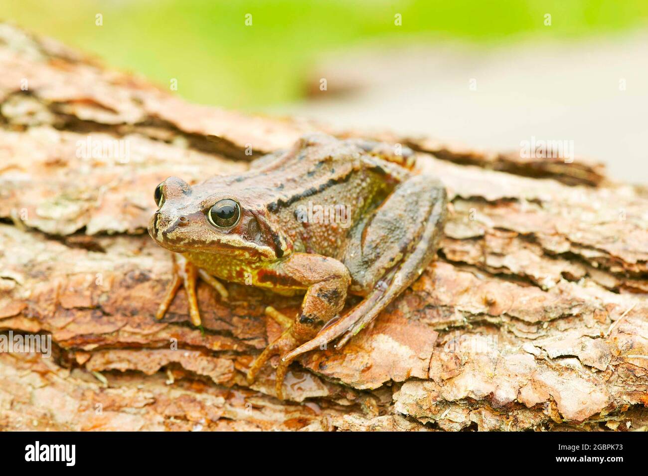 Scottish frog hi-res stock photography and images - Alamy