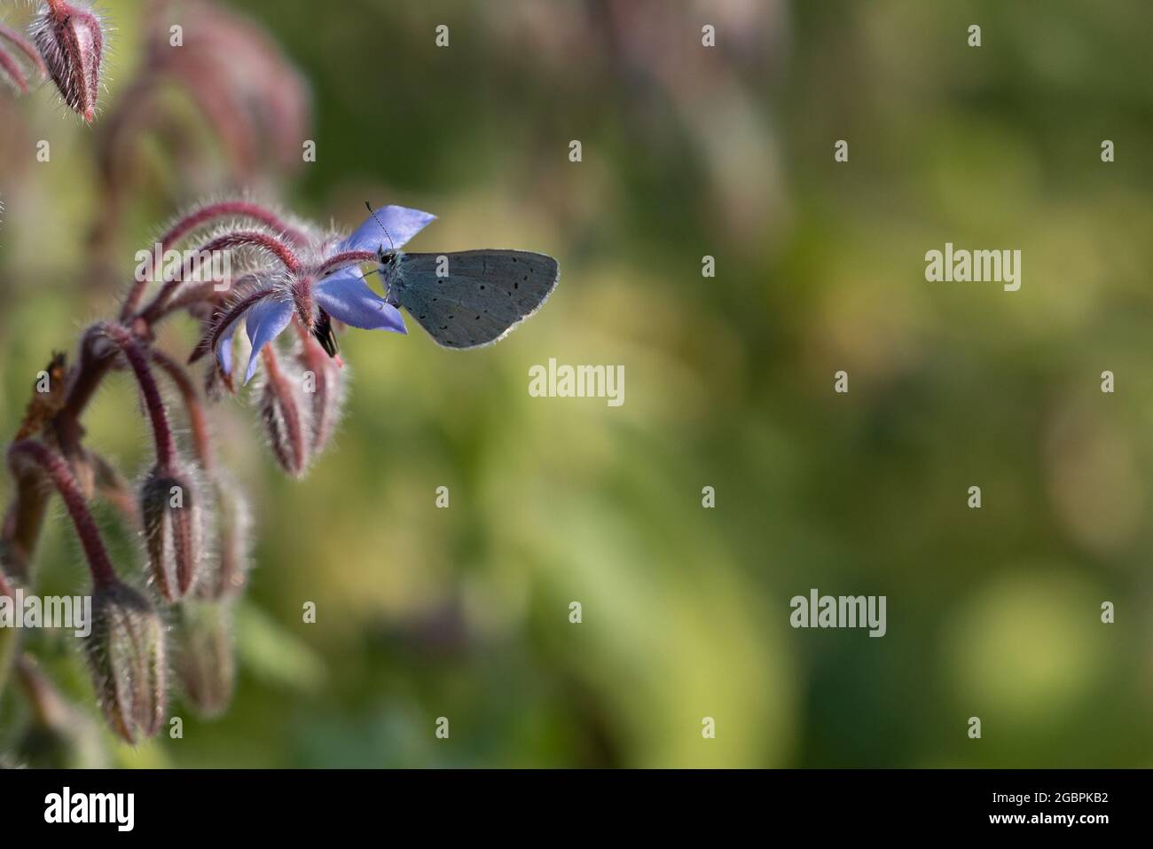 British garden insects hi-res stock photography and images - Alamy