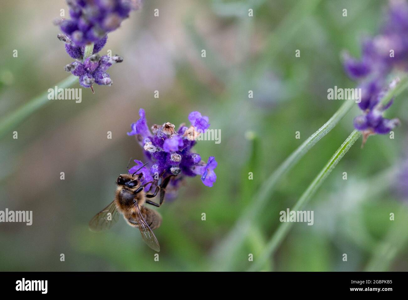 Abeja apis mellifera hi-res stock photography and images - Alamy