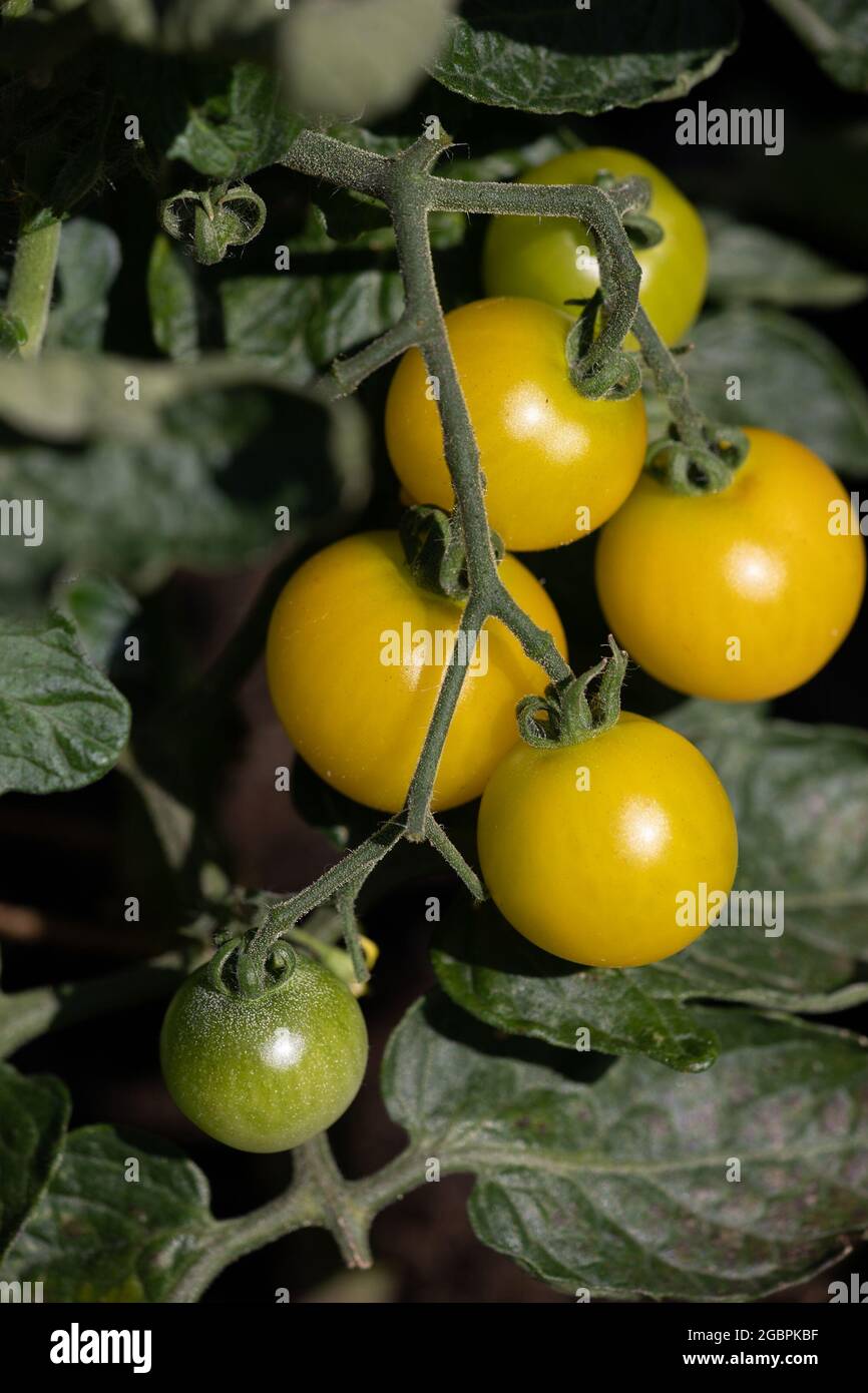 Yellow Tomatoes Varieties