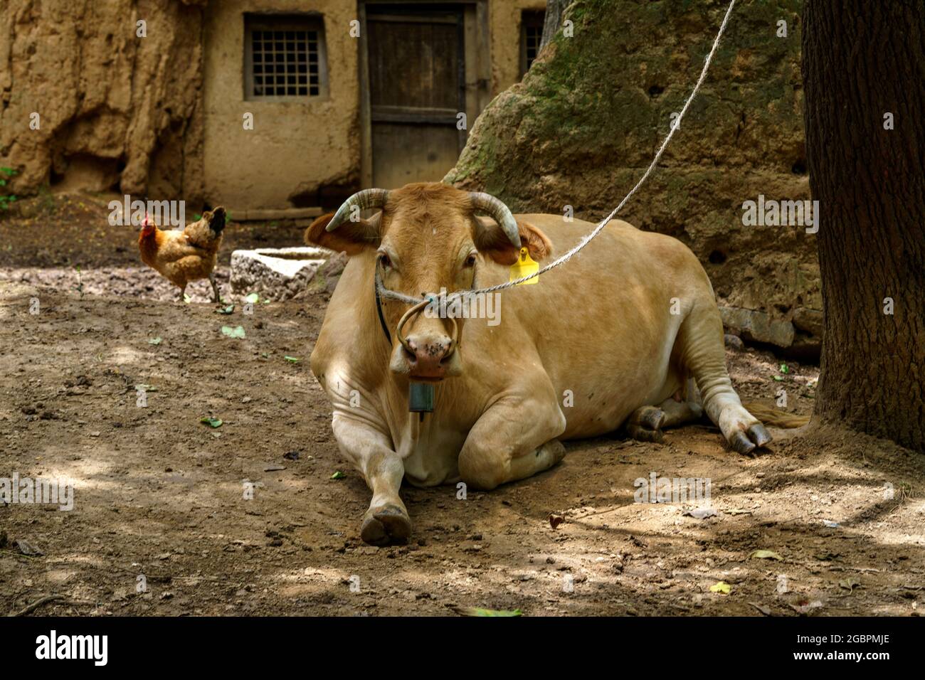 Breeding areas are all over the country hi-res stock photography and ...