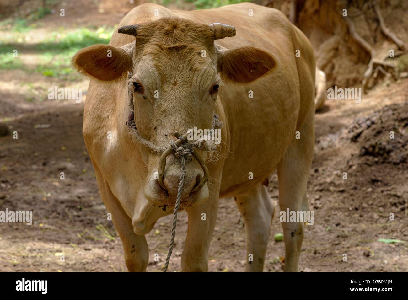 Breeding areas are all over the country hi-res stock photography and ...