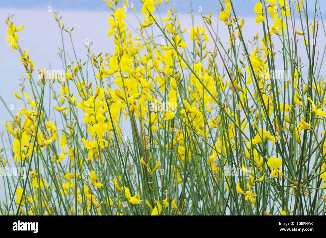 Yellow broom in Croatia Stock Photo - Alamy