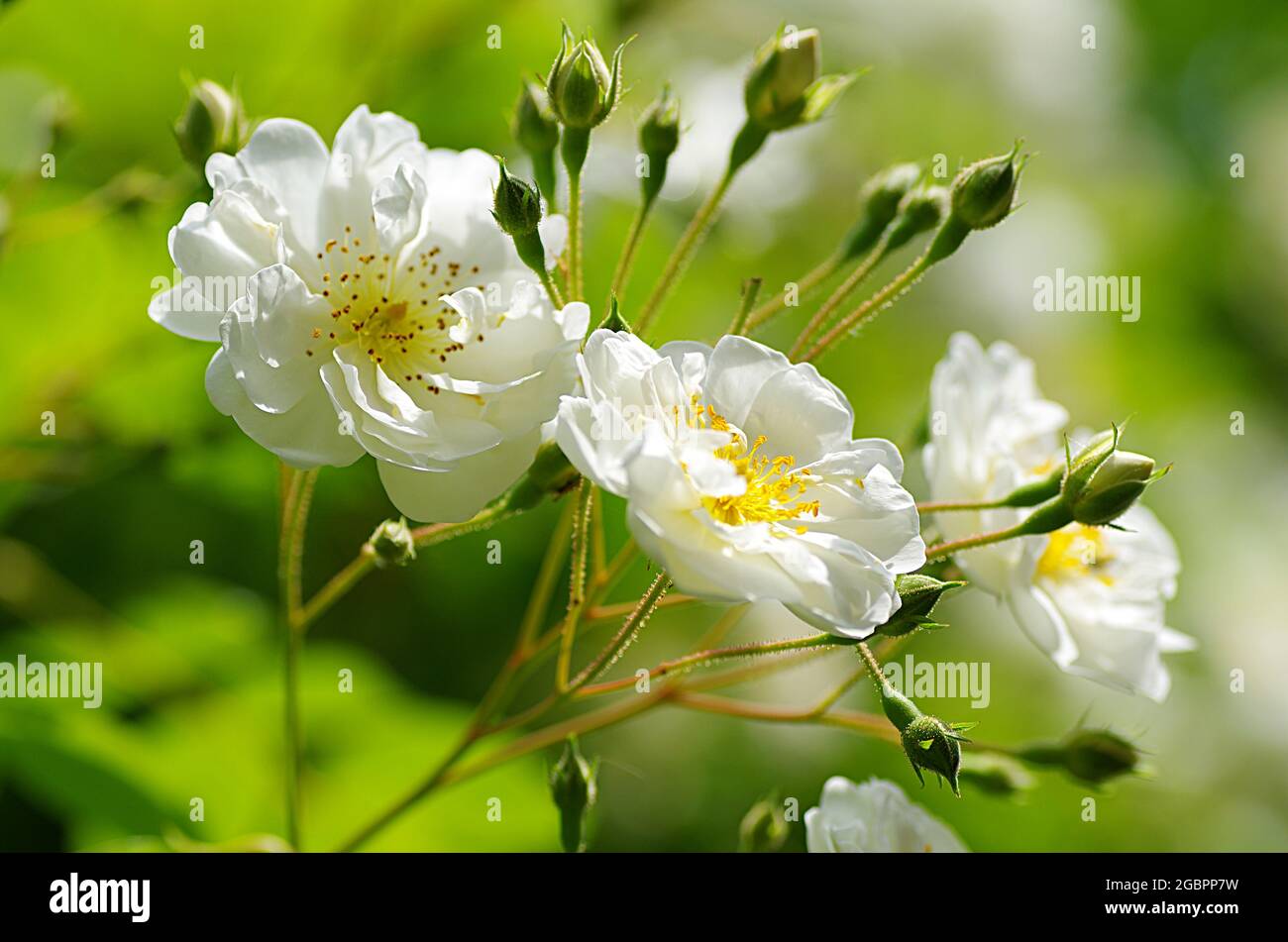 White rambler rose Bobbie James Stock Photo - Alamy