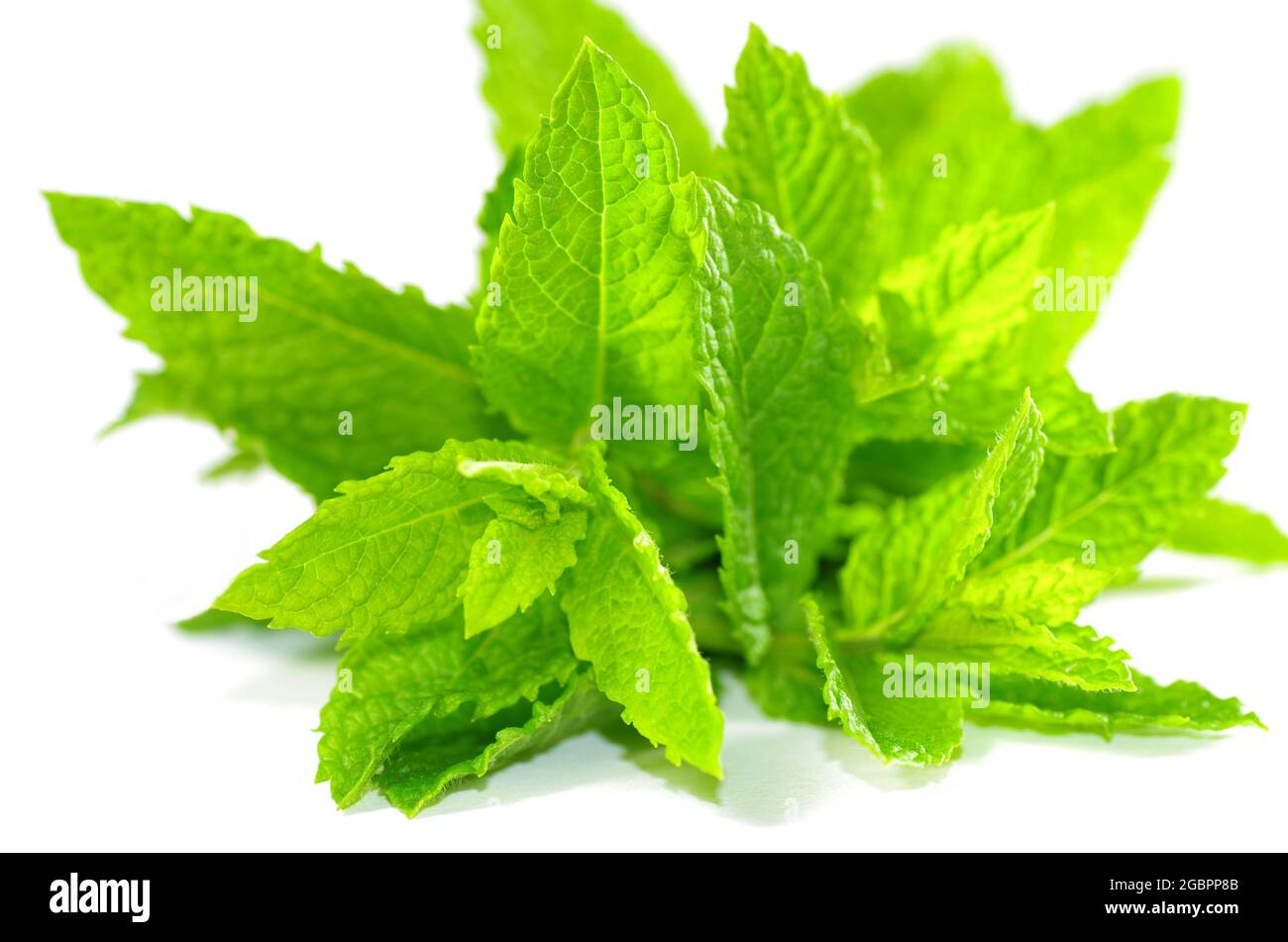 Moroccan mint isolated in the studio Stock Photo - Alamy