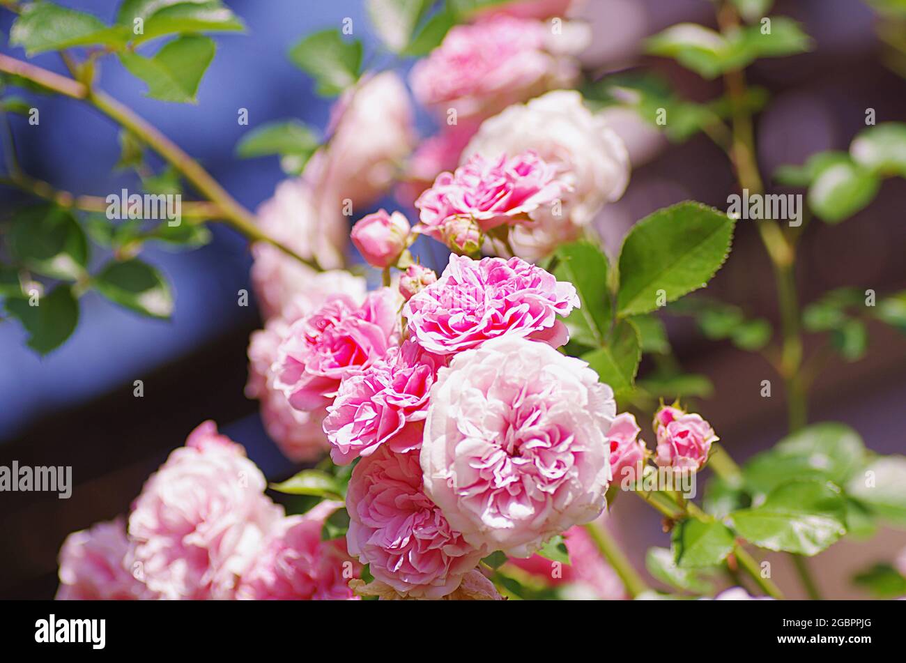 Light pink roses in the sun Stock Photo - Alamy