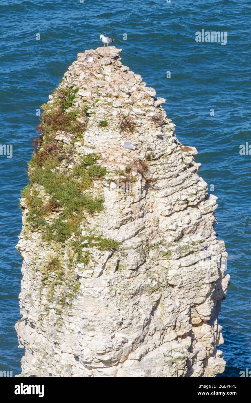 This ice age needle is at the foot of the cove at Flamborough Head. The ...