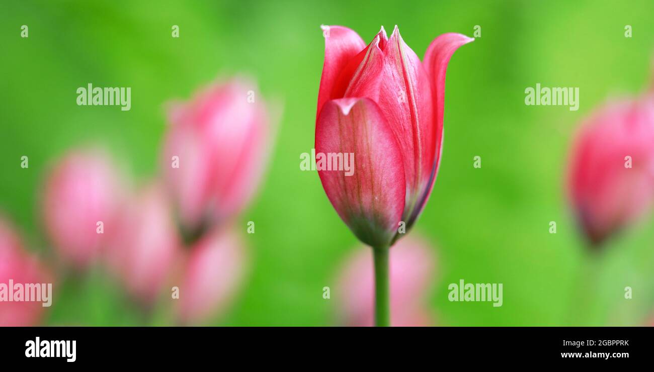 botany, wild tulip, Switzerland, NO-EXCLUSIVE-USE FOR FOLDING-CARD ...